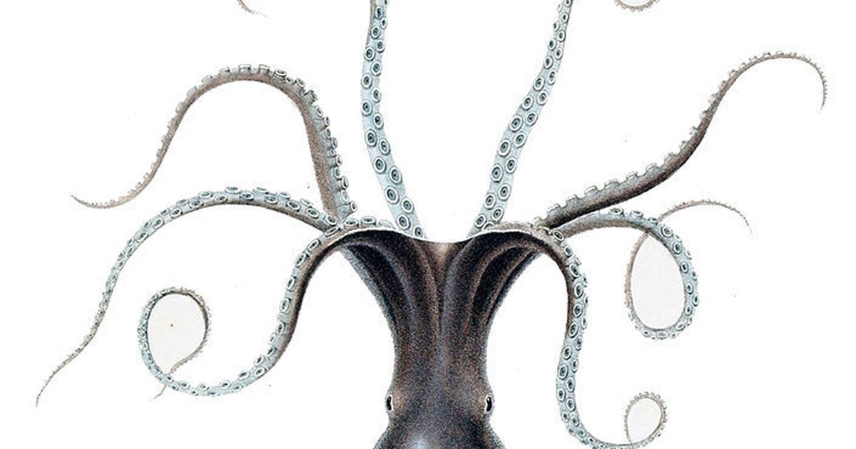 The octopus in the room | Ashden